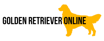 Golden Retriever Preto: o que você precisa saber